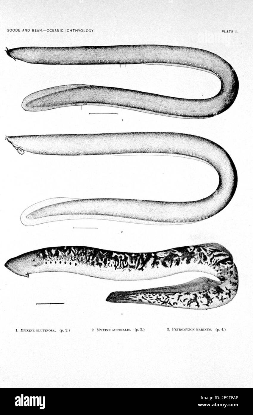 Myxine hi-res stock photography and images - Alamy