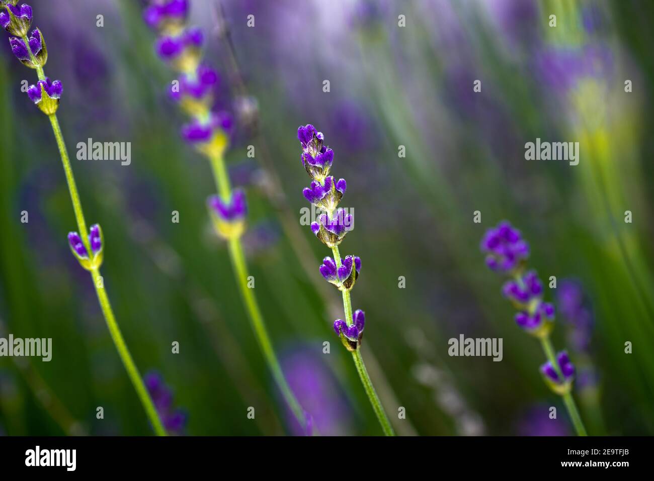 Lavender purple flower hi-res stock photography and images - Alamy