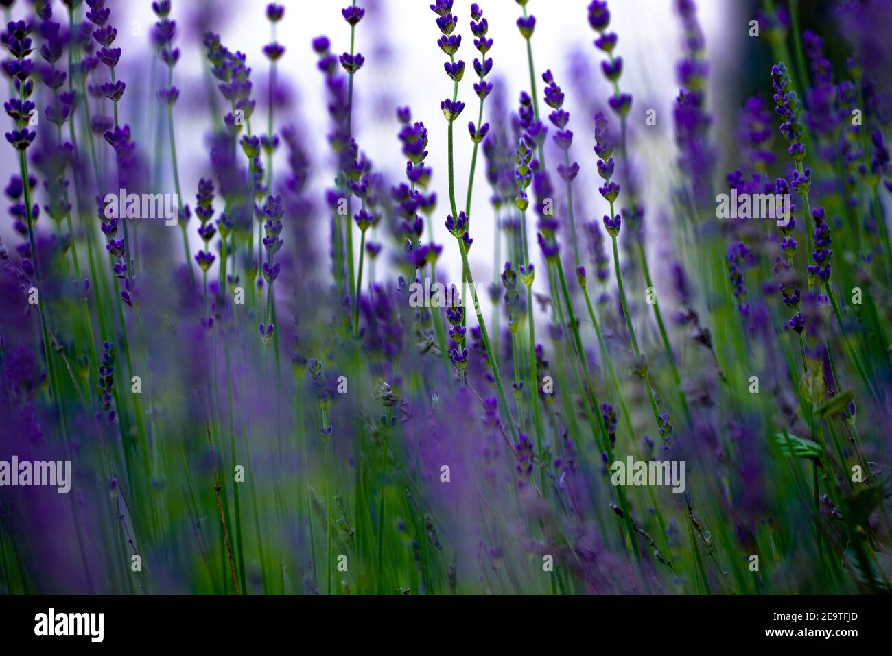 Lavender purple flower hi-res stock photography and images - Alamy