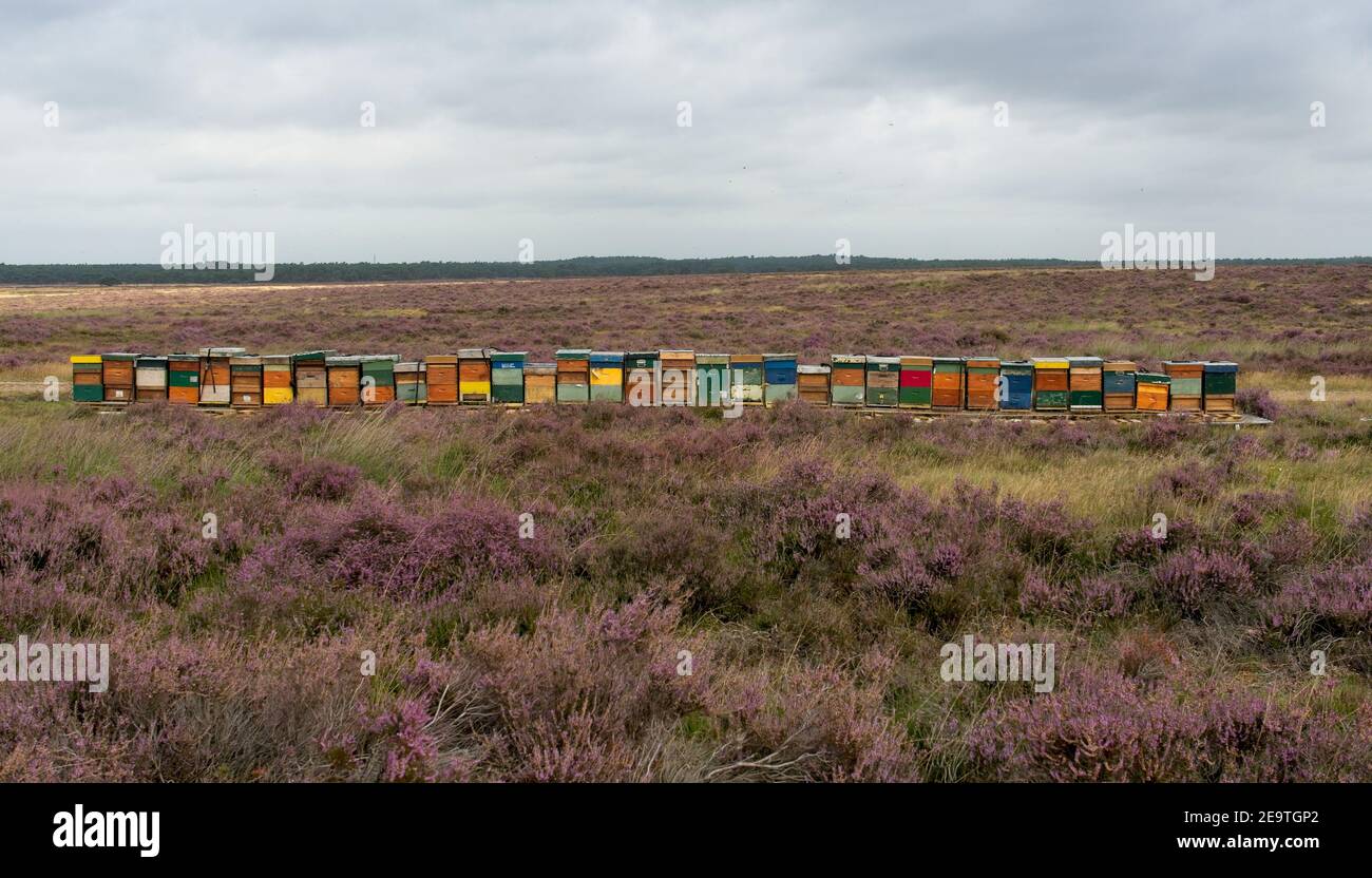 Schaarsbergen Netherlands - 23 August 2020 - Bee hives at National Park ...