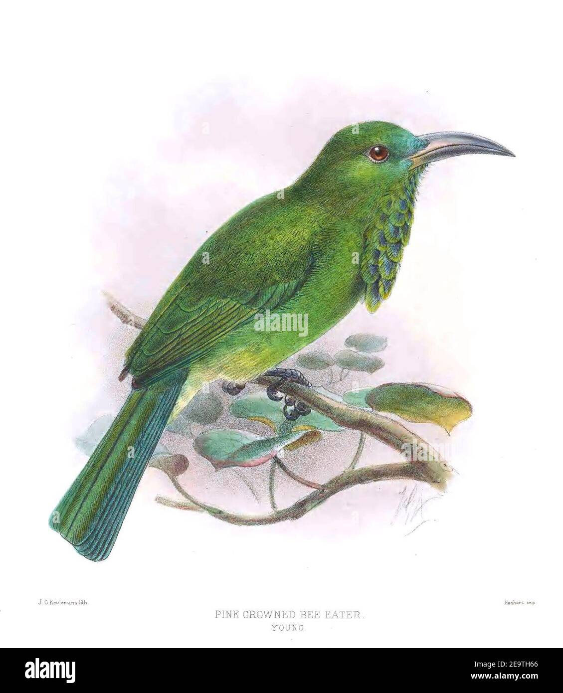 Amictus hi-res stock photography and images - Alamy