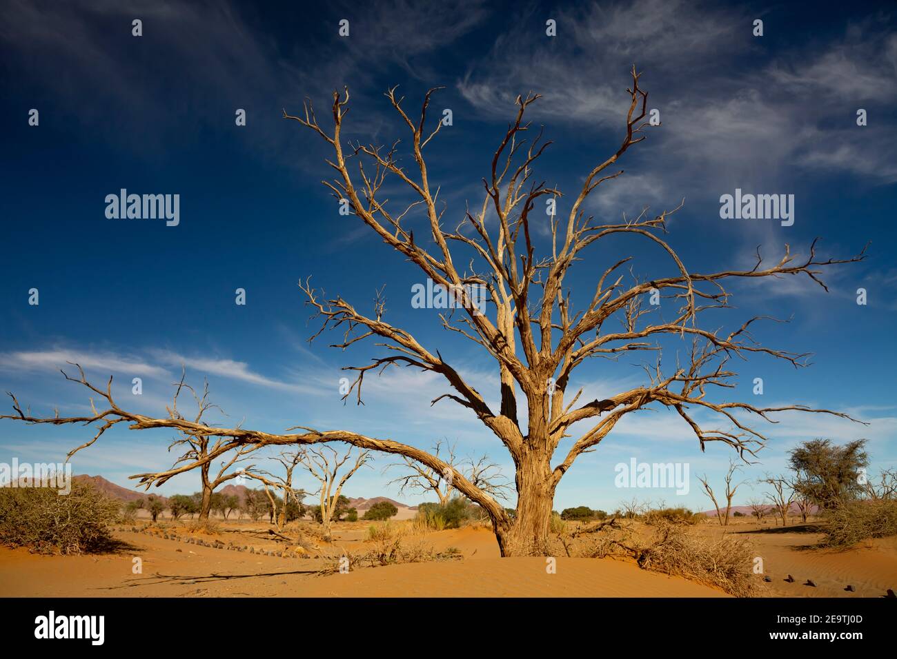 Dead Trees in the desert of Namib Naukluft National Park of Namibia ...