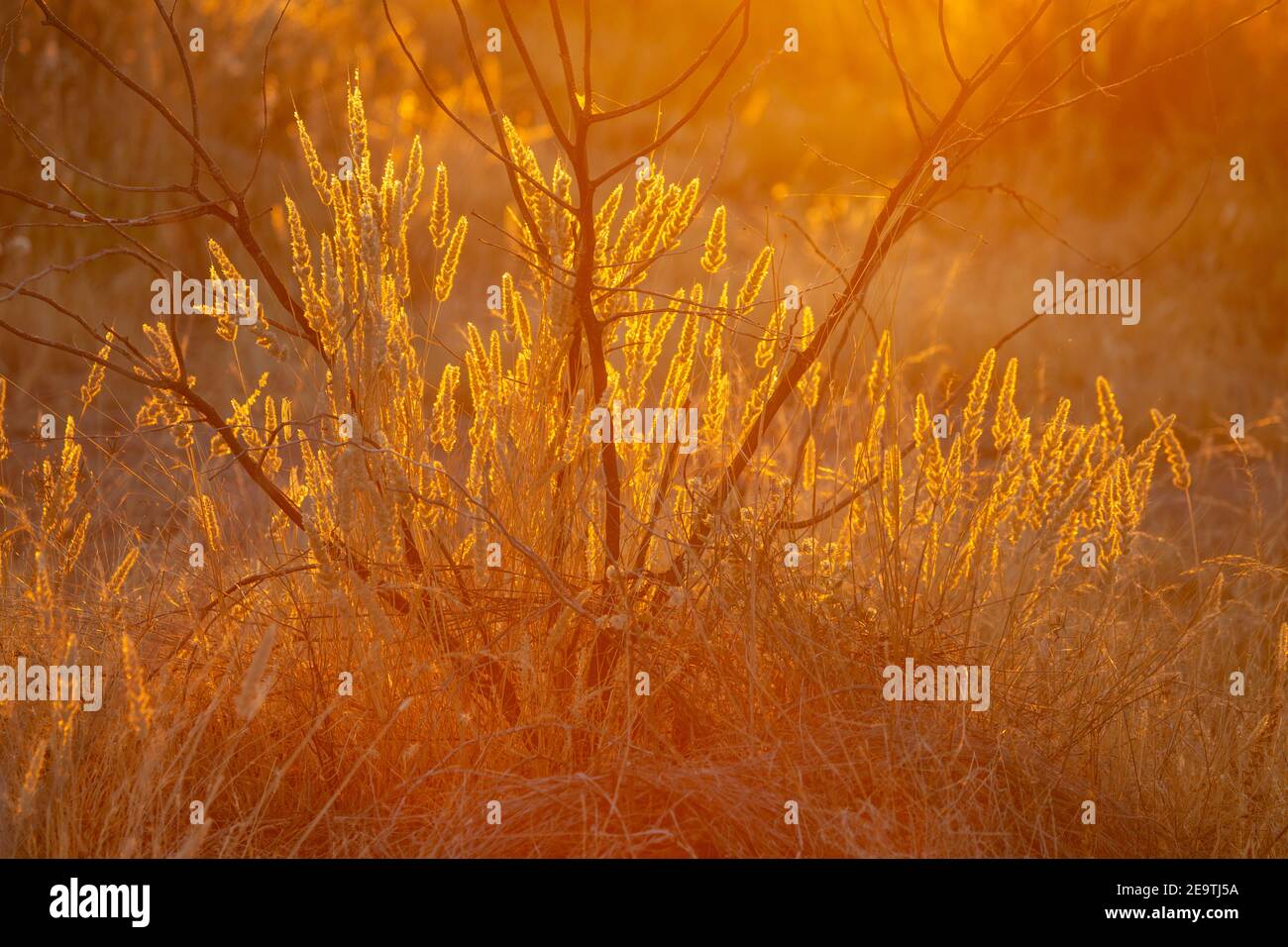 Namib desert flowers landscape hi-res stock photography and images - Alamy