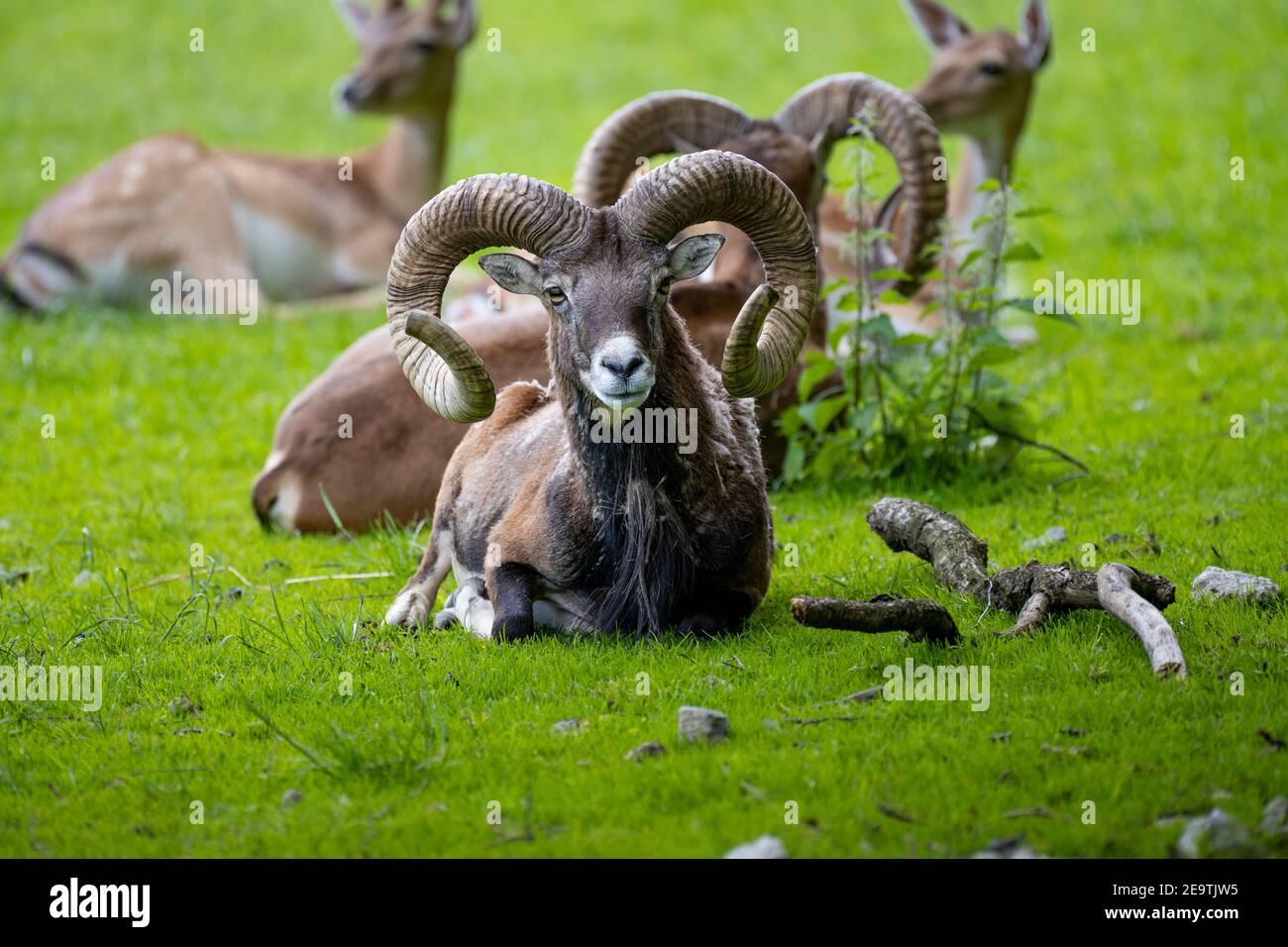 Curvy horns hi-res stock photography and images - Alamy