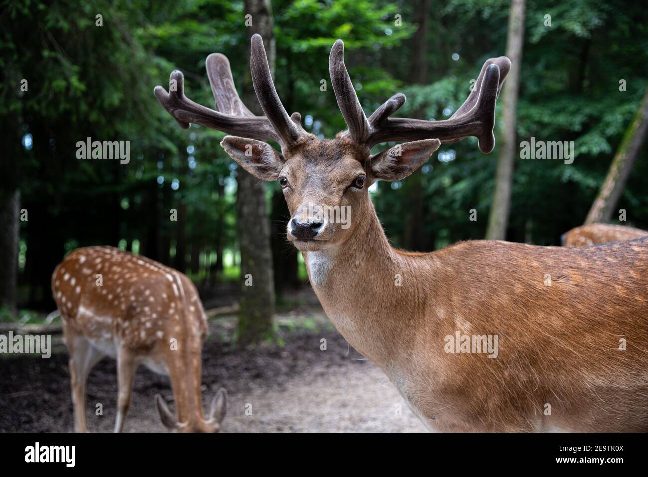 Deer rub tree hi-res stock photography and images - Alamy