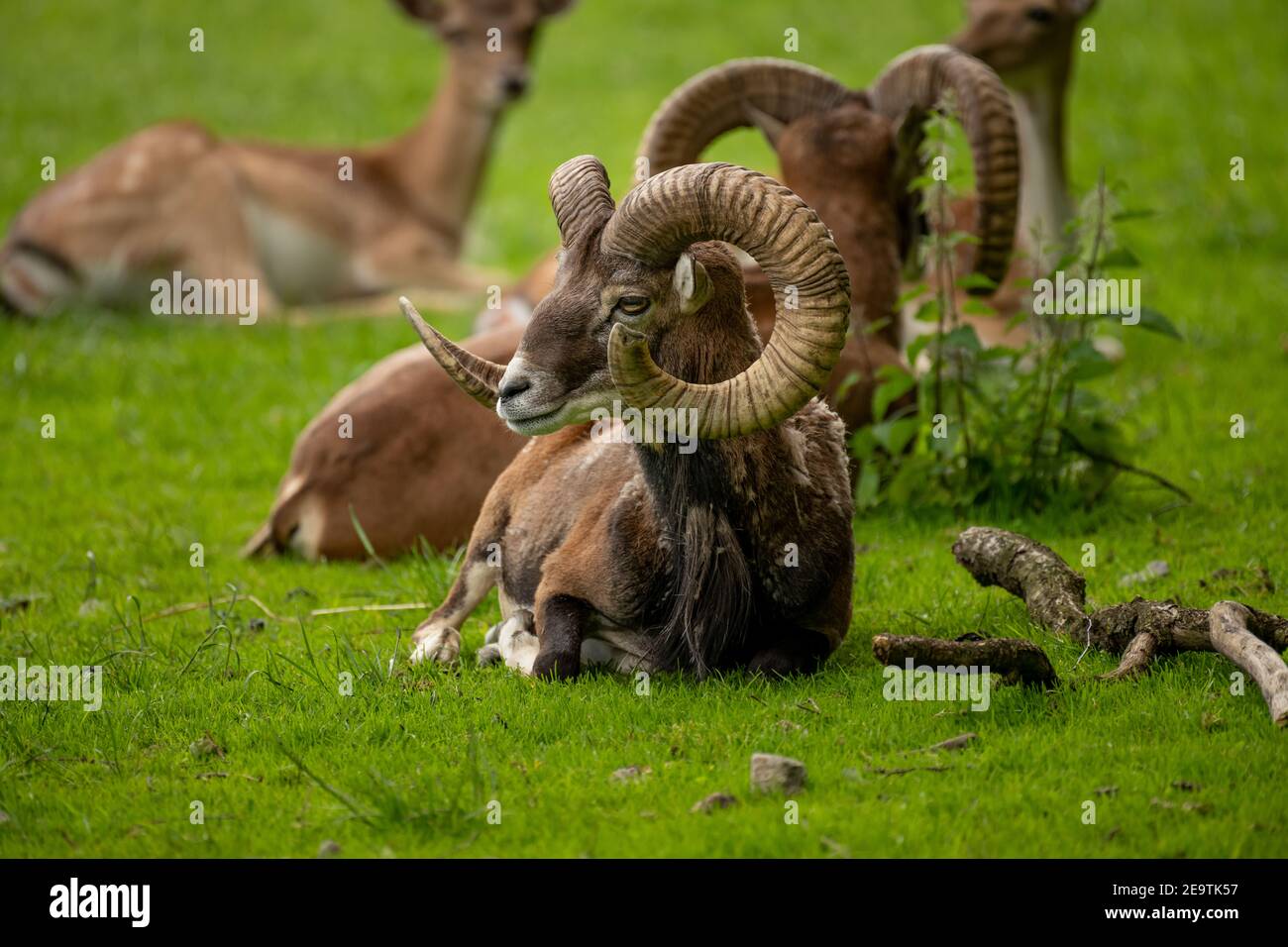 Animal Portrait of a majestic Mouflon male (Head Closeup - Ovis ...