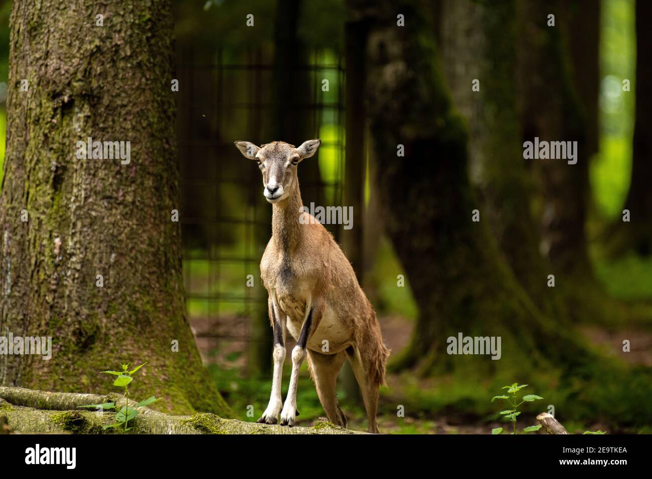 Forest goat hi-res stock photography and images - Alamy