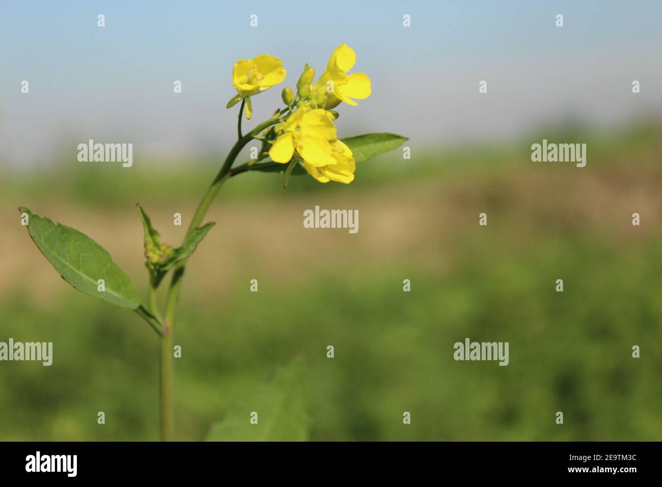 Sarson field hi-res stock photography and images - Alamy