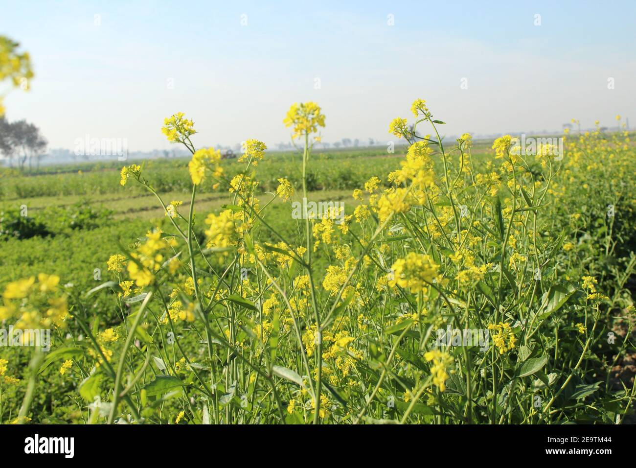 Sarson field hi-res stock photography and images - Alamy