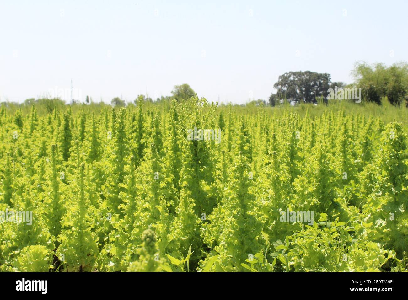 Vast green field with plants during the daytime Stock Photo - Alamy