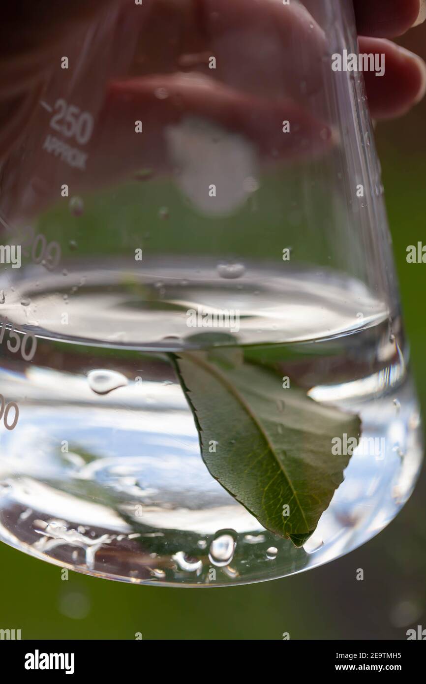 Green concept - Close-up of a hand holding conical lab glass containing ...