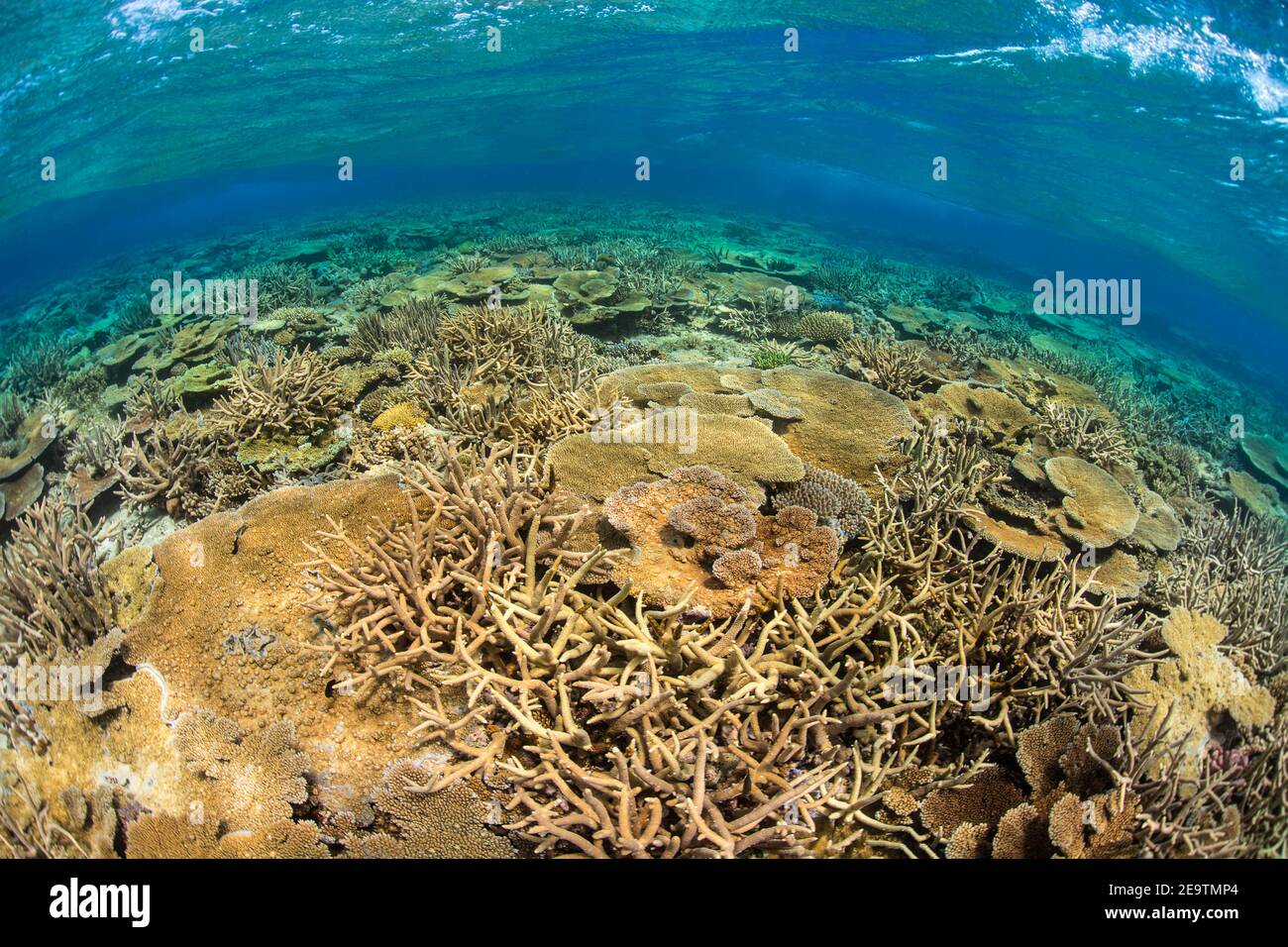 Corals in shallow water hi-res stock photography and images - Alamy