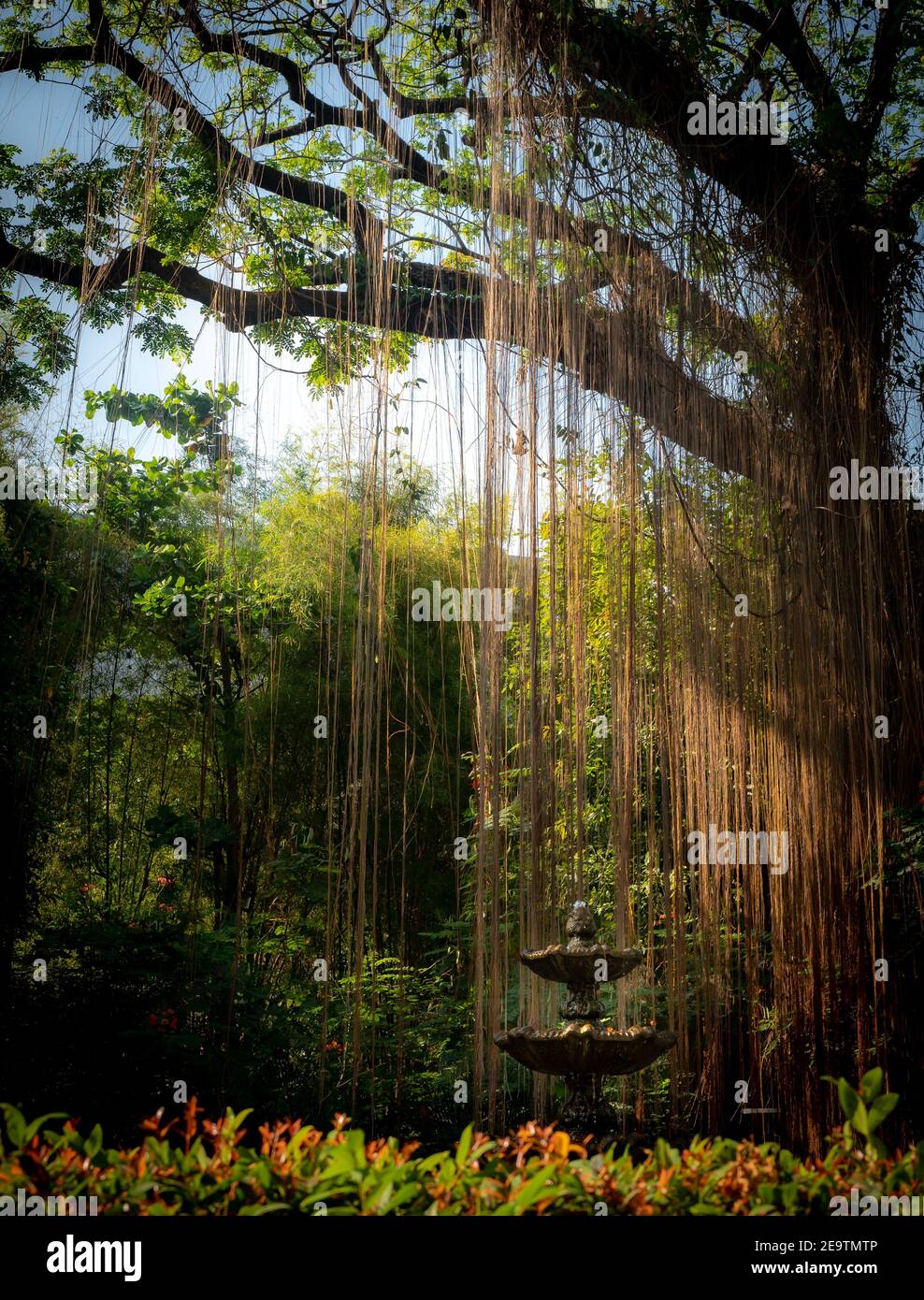 luxury driveway entrance to a jungle resport in the philippines manila ...