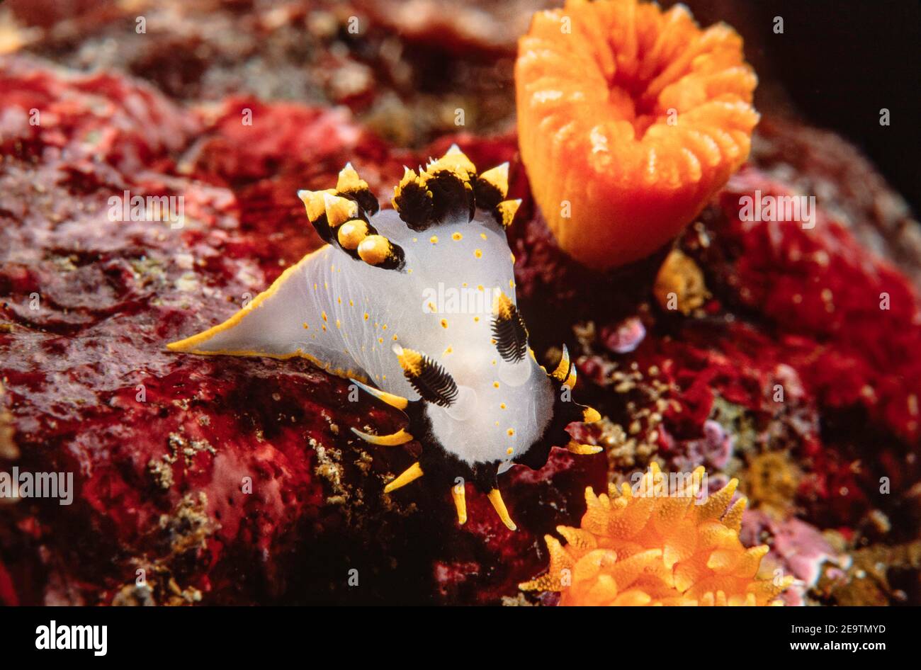 The three-color polycera, Polycera tricolor, is a species of nudibranch ...