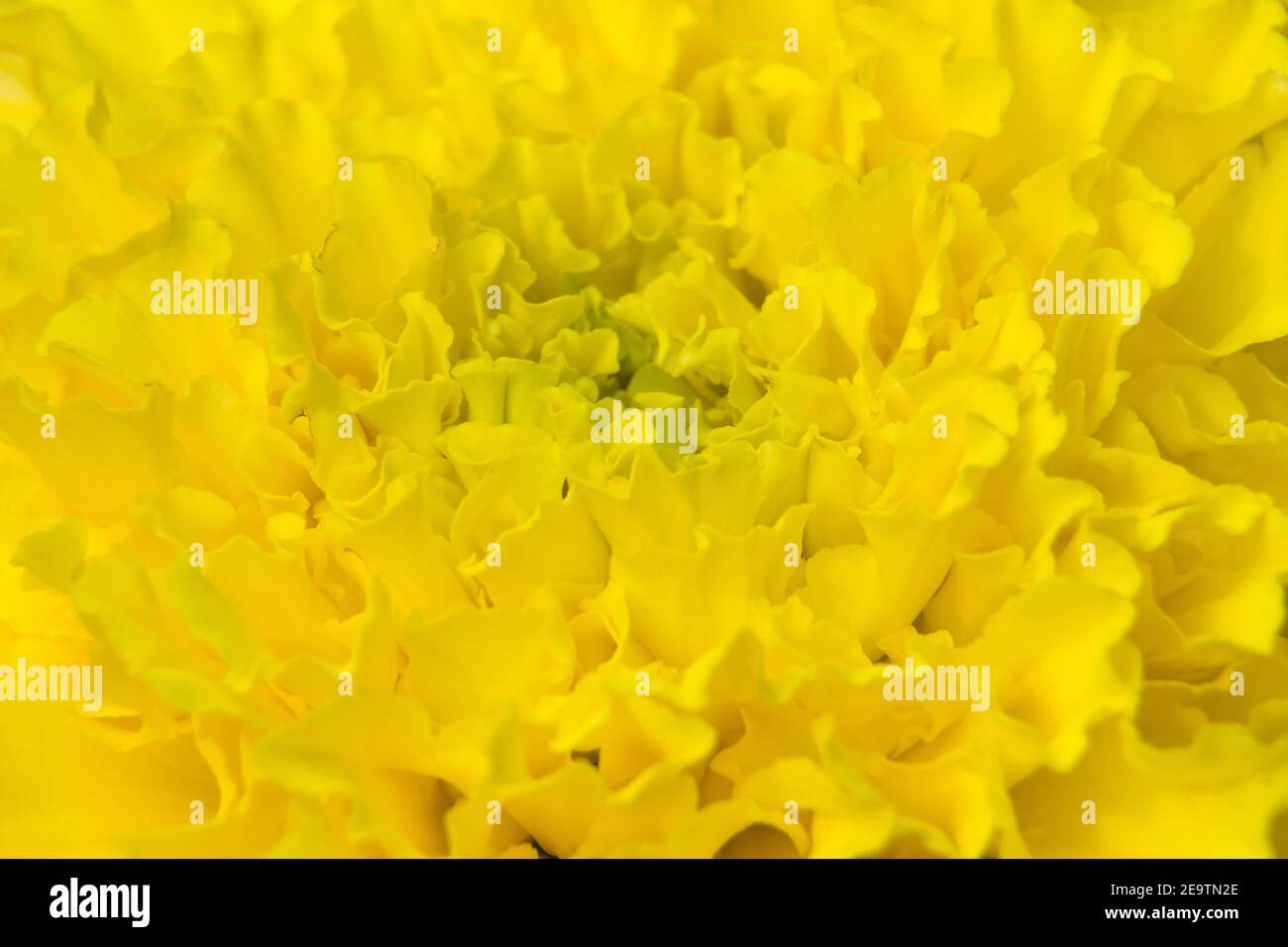macro photo of a marigold flower. Depth of field Stock Photo - Alamy