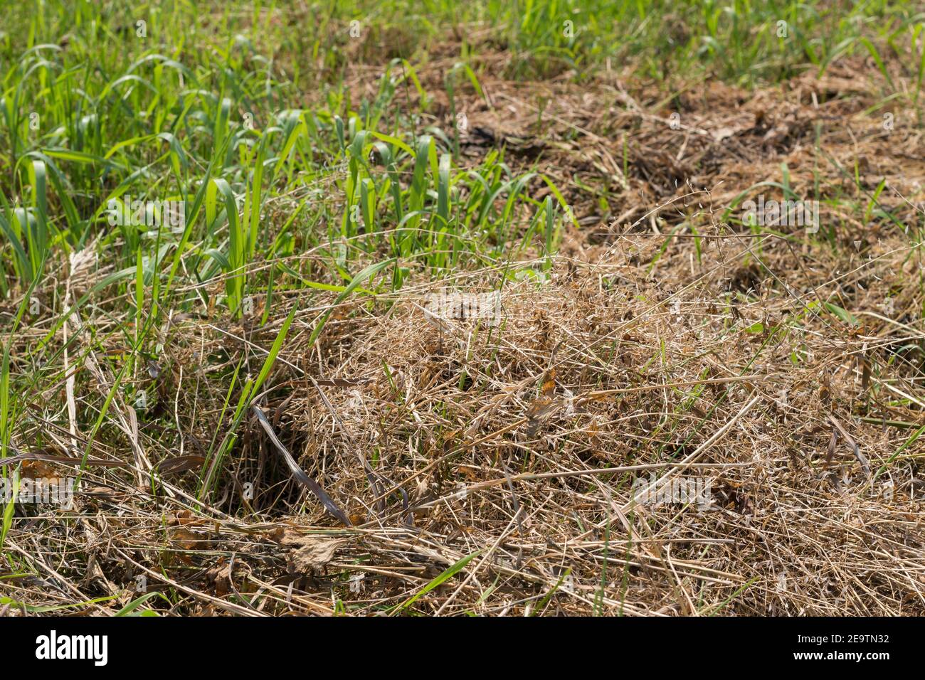 background old dry grass and a young green grass Stock Photo - Alamy