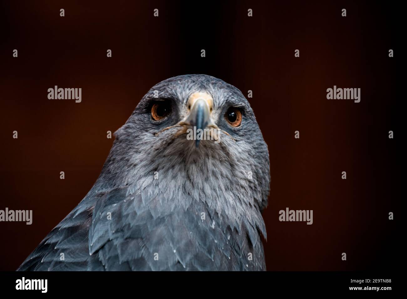 Funny and suspicious portrait of an Grey Falcon bird - beautiful brown ...