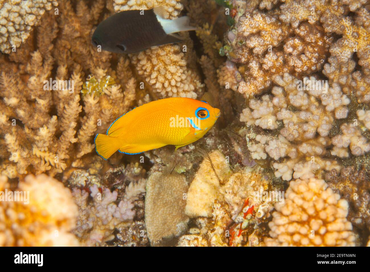 The lemonpeel angelfish, Centropyge flavissima, is a member of the ...