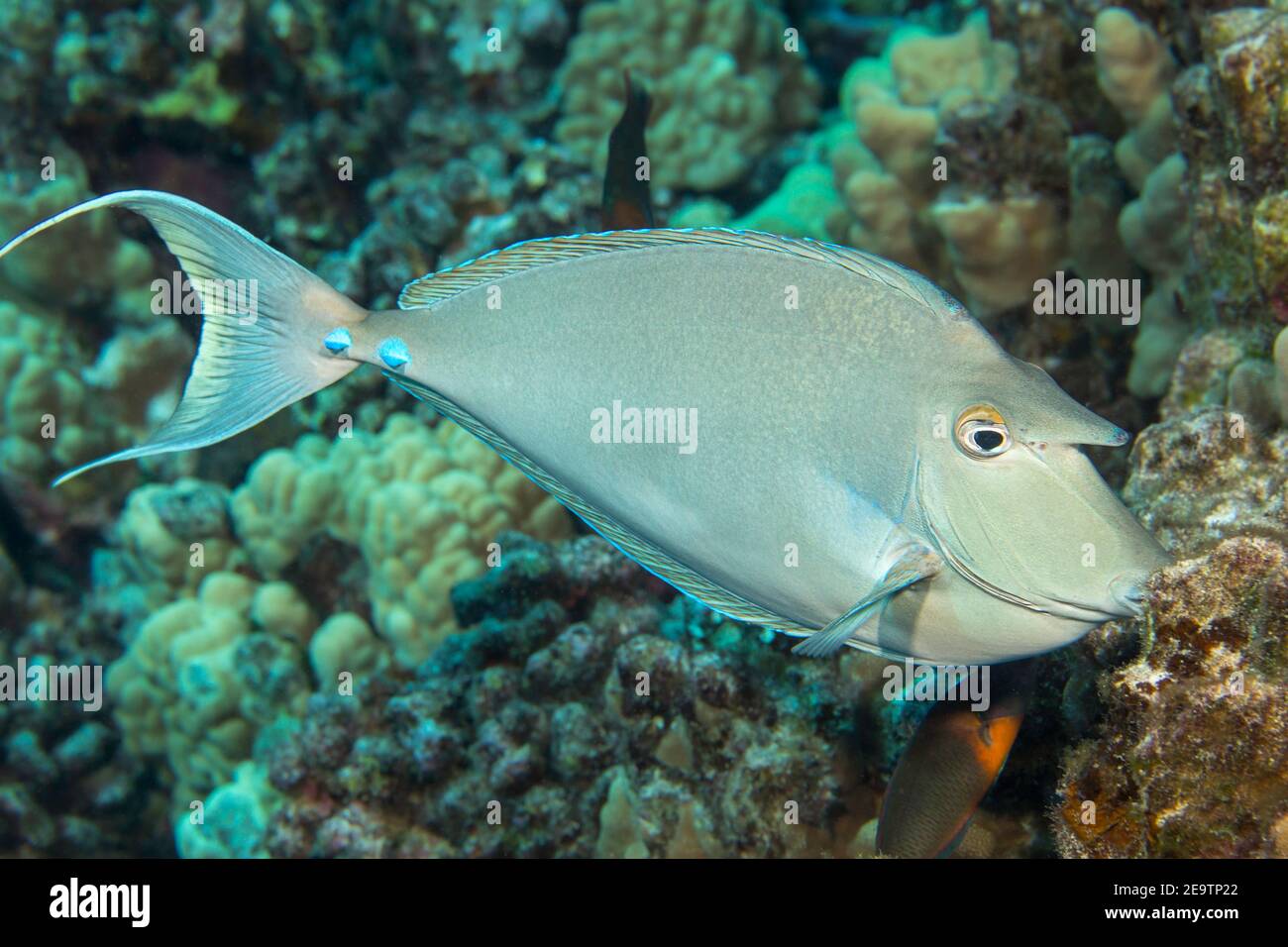 Bluespine unicornfish naso unicornis hawaii hi-res stock photography ...