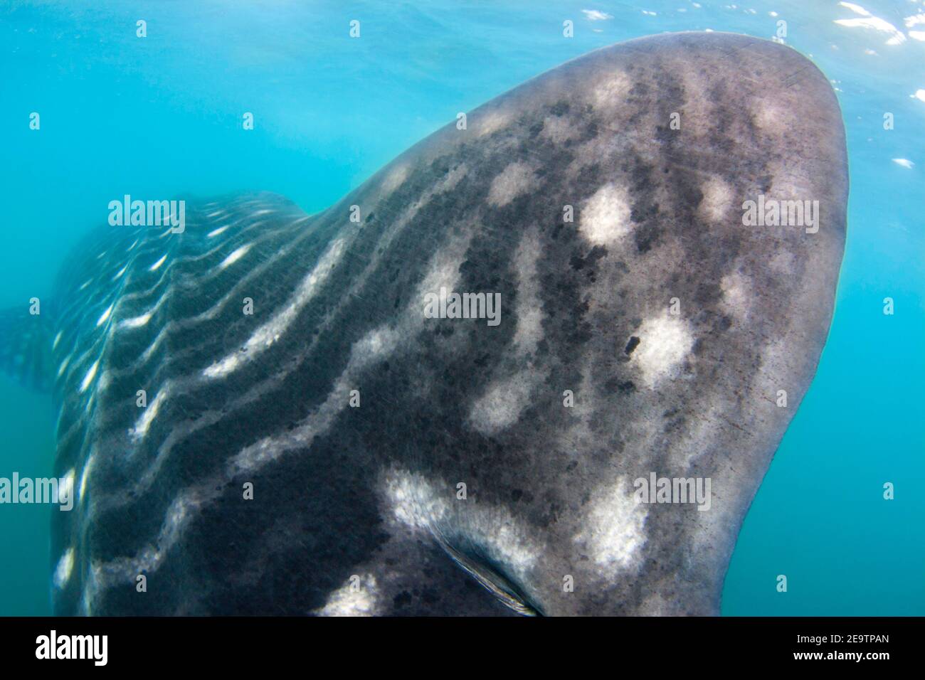 Donsol philippines hi-res stock photography and images - Alamy