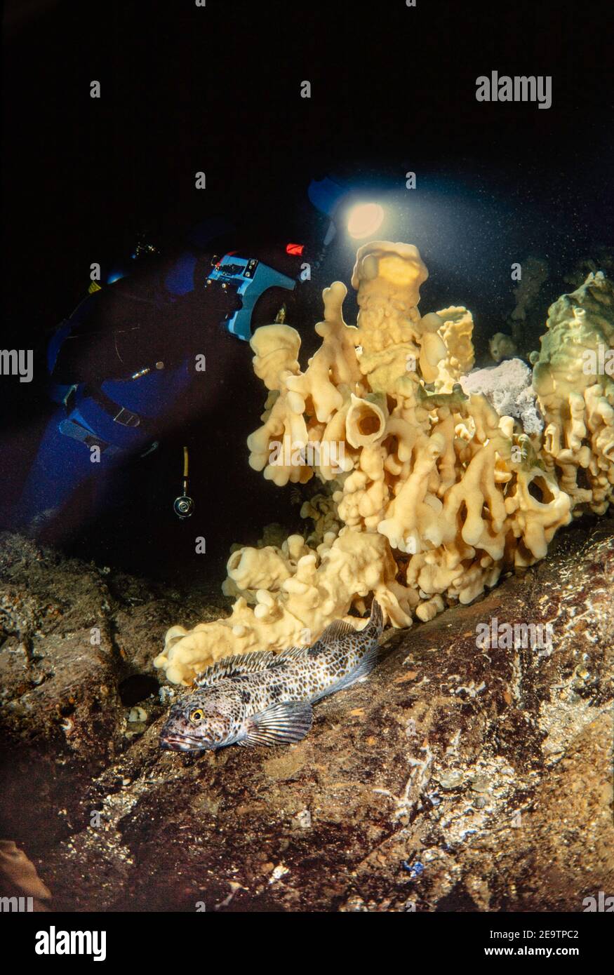 Mr egg hi-res stock photography and images - Alamy