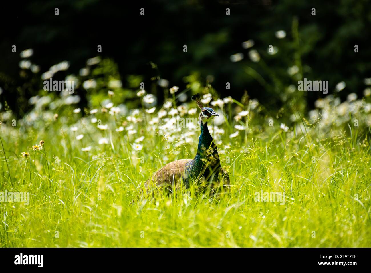 Female peacock hi-res stock photography and images - Alamy