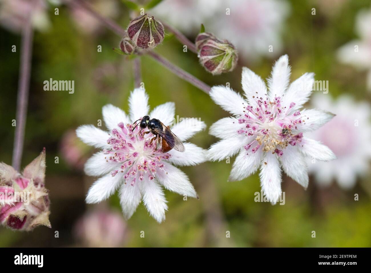 Australian native bee hi-res stock photography and images - Alamy