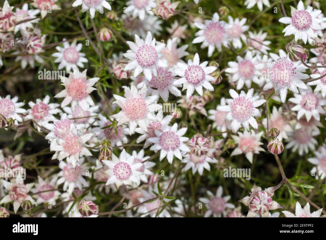 Rare Pink Flannel Flowers flowering after 2020 bushfires in Eastern ...