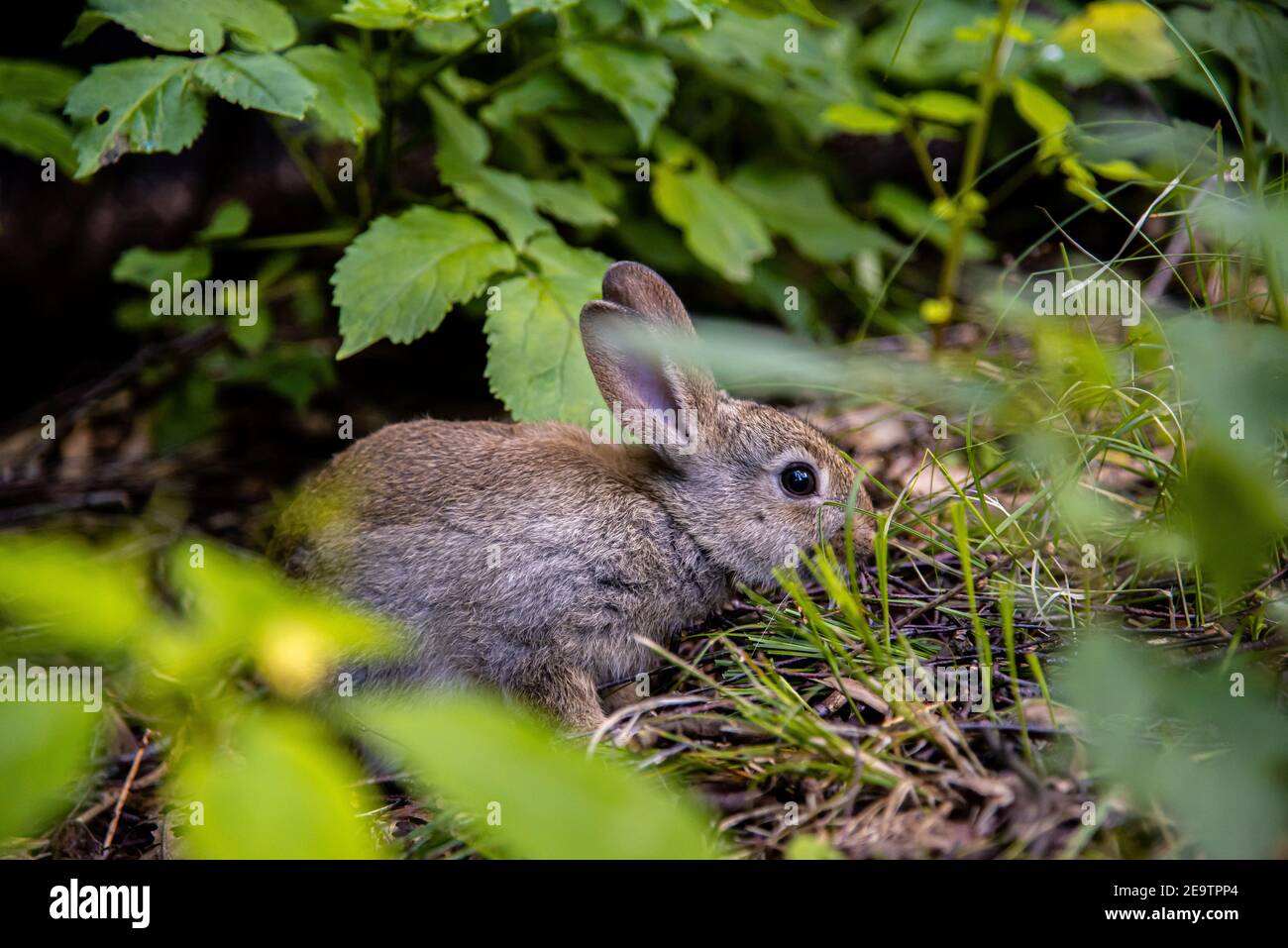 Bunny Ears Plant High Resolution Stock Photography and Images - Alamy