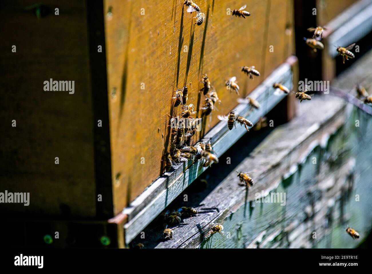 Honeybee network hi-res stock photography and images - Alamy