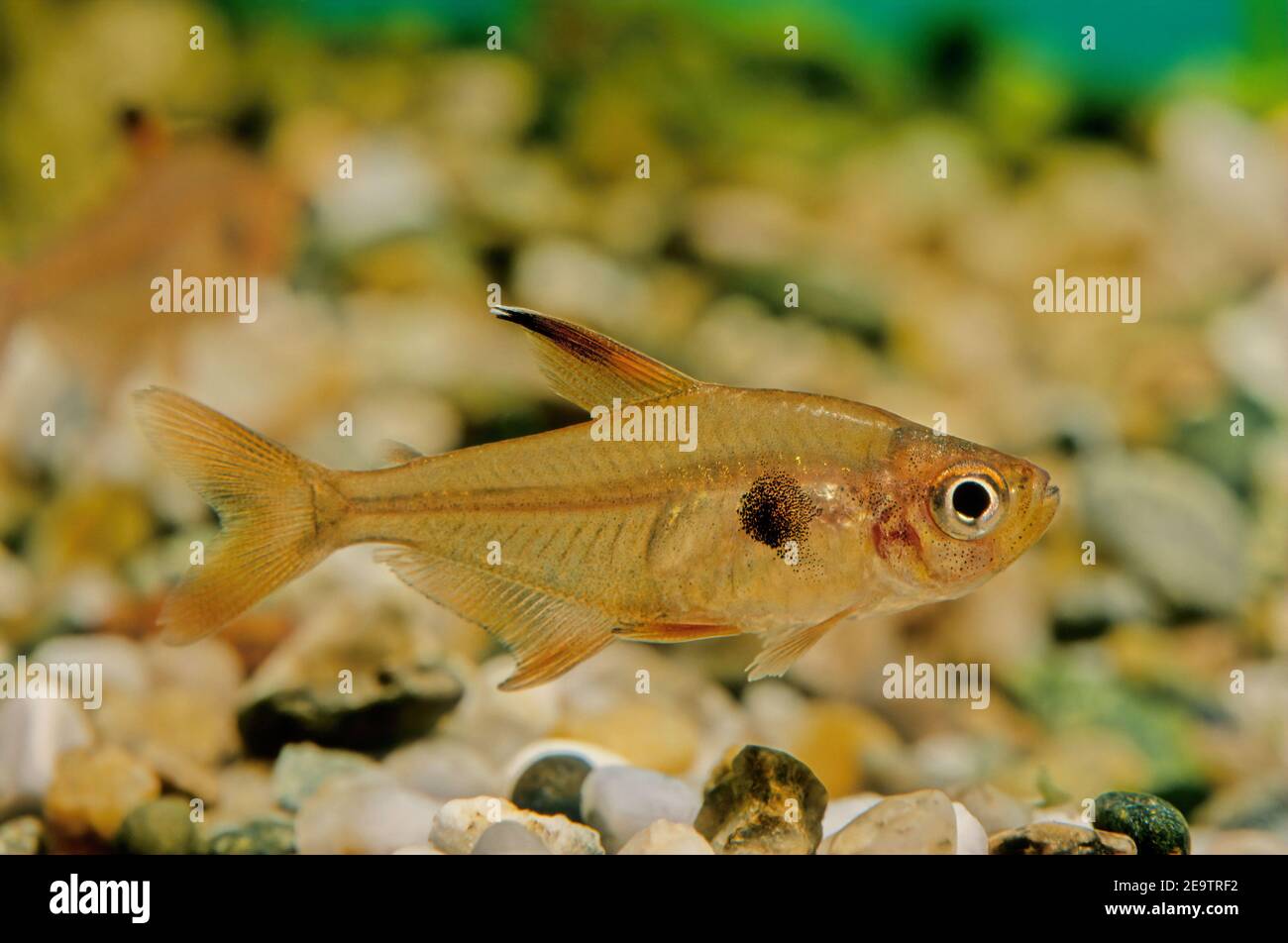The flame tetra (Hyphessobrycon flammeus), also known as the red tetra ...