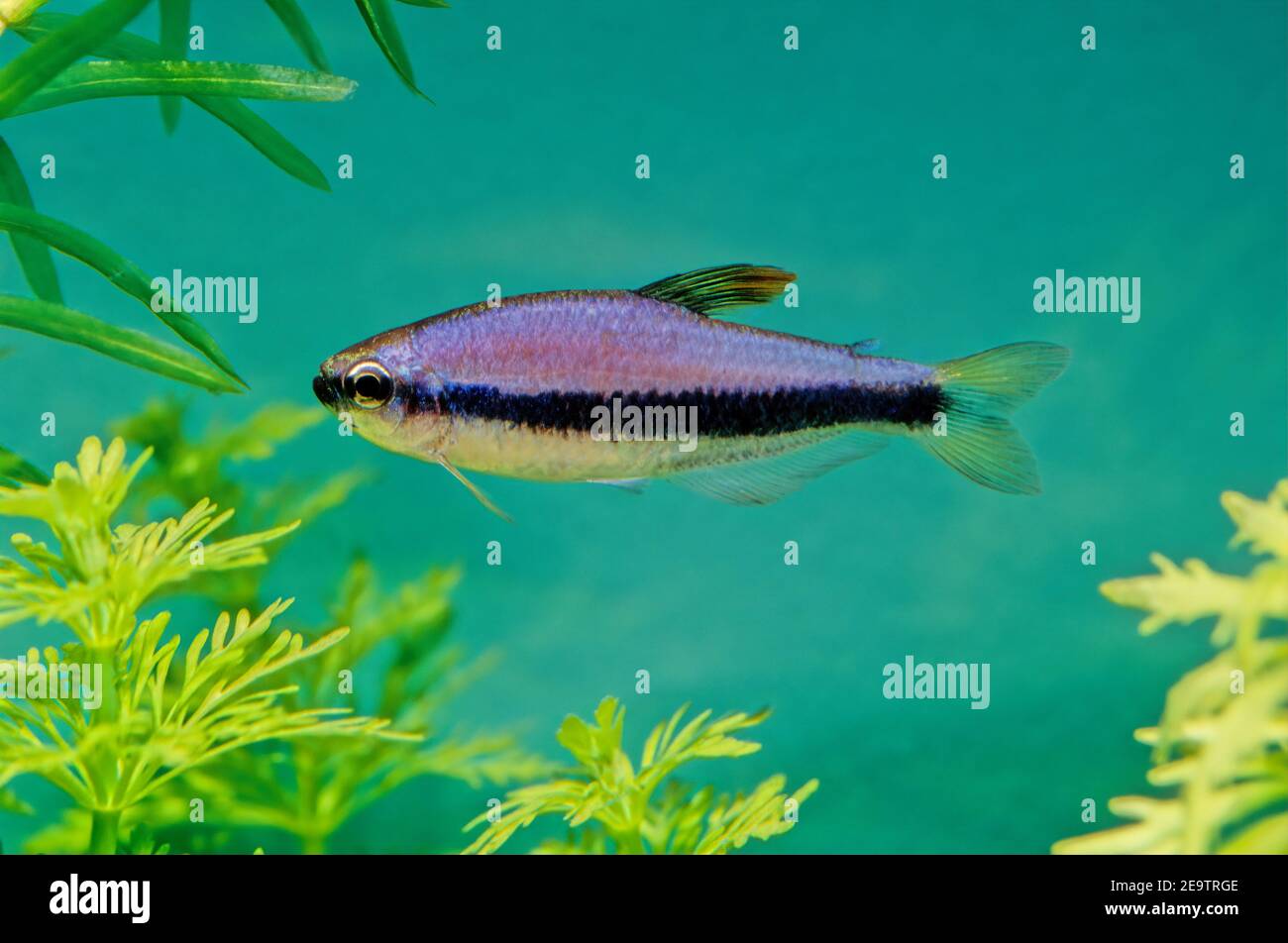 Fish basins hi-res stock photography and images - Alamy