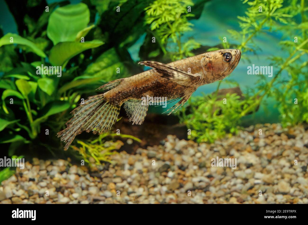 The freshwater butterflyfish or African butterflyfish, Pantodon ...