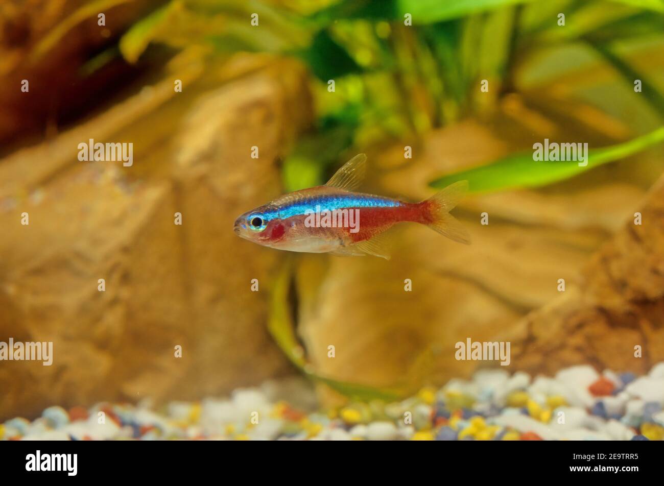 Family characidae hi-res stock photography and images - Alamy