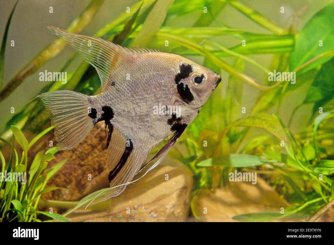 Pterophyllum altum hi-res stock photography and images - Alamy