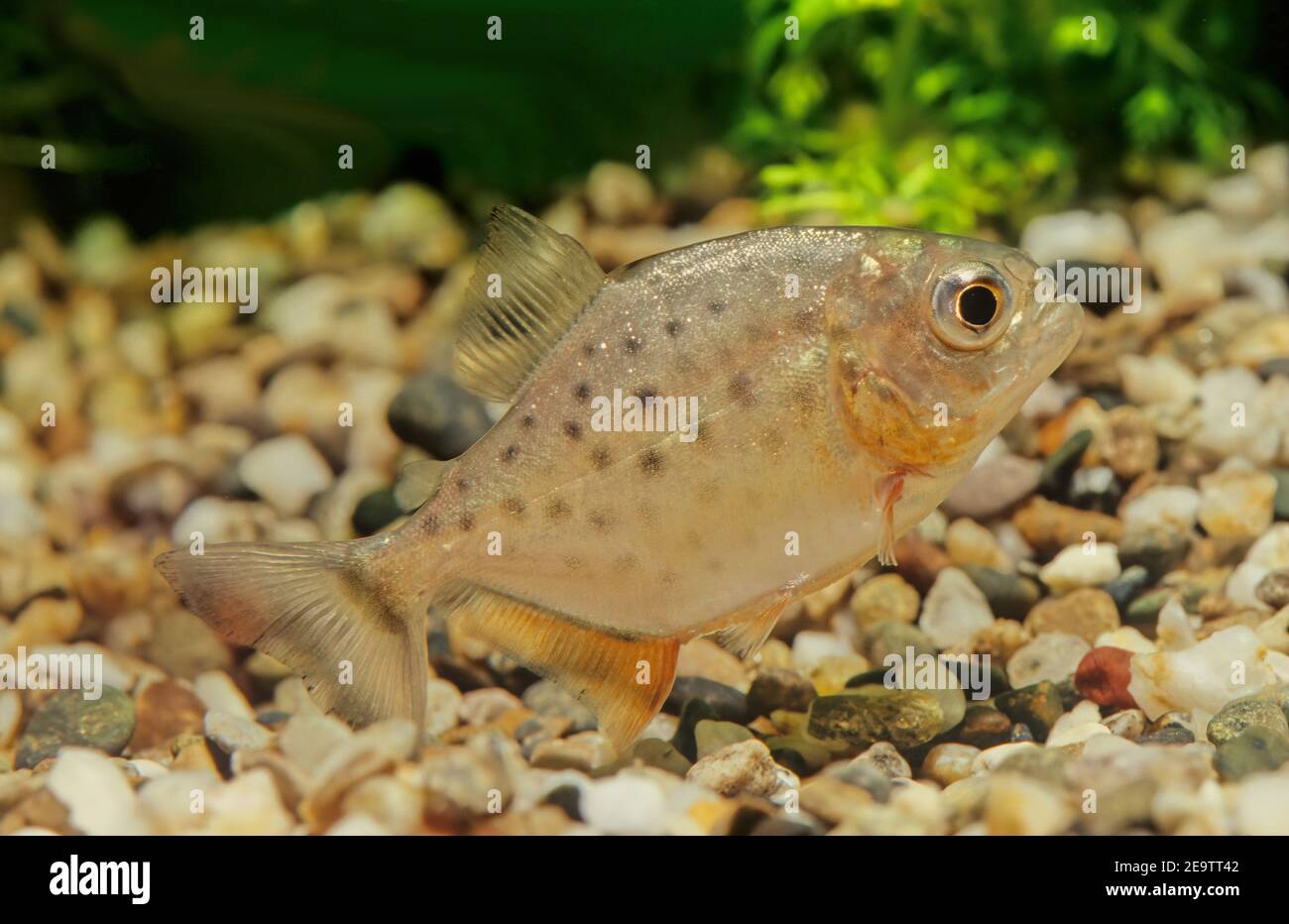 Baby Red Belly Piranha