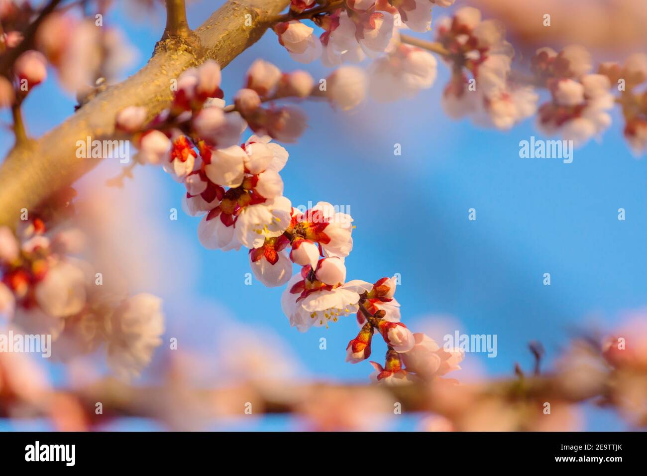 Blossoming tree in spring garden. Beautiful spring natural background ...