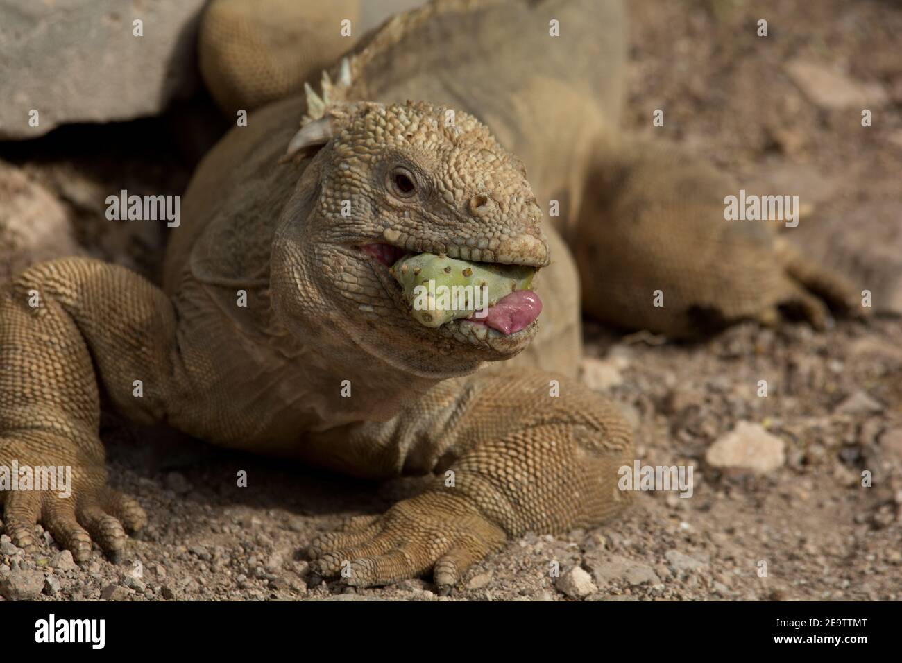 Chewing lizard hi-res stock photography and images - Alamy