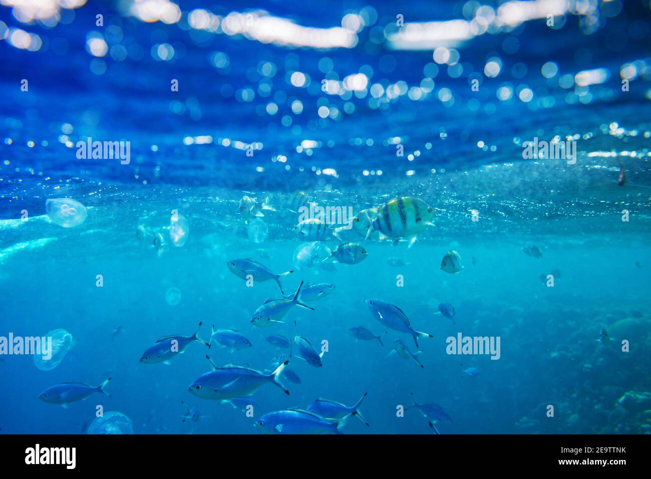 fish under water in coral reef Stock Photo - Alamy