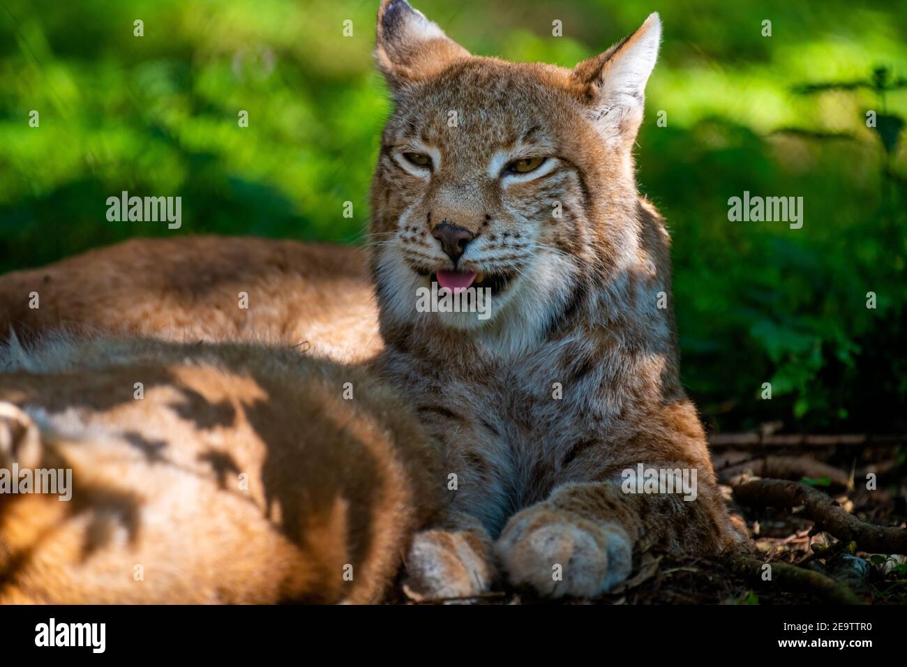 The Eurasian red lynx (Lynx lynx) - a critically endangered predator ...