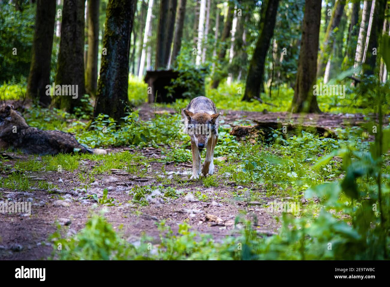 Alpha male wolf in pack hi-res stock photography and images - Alamy