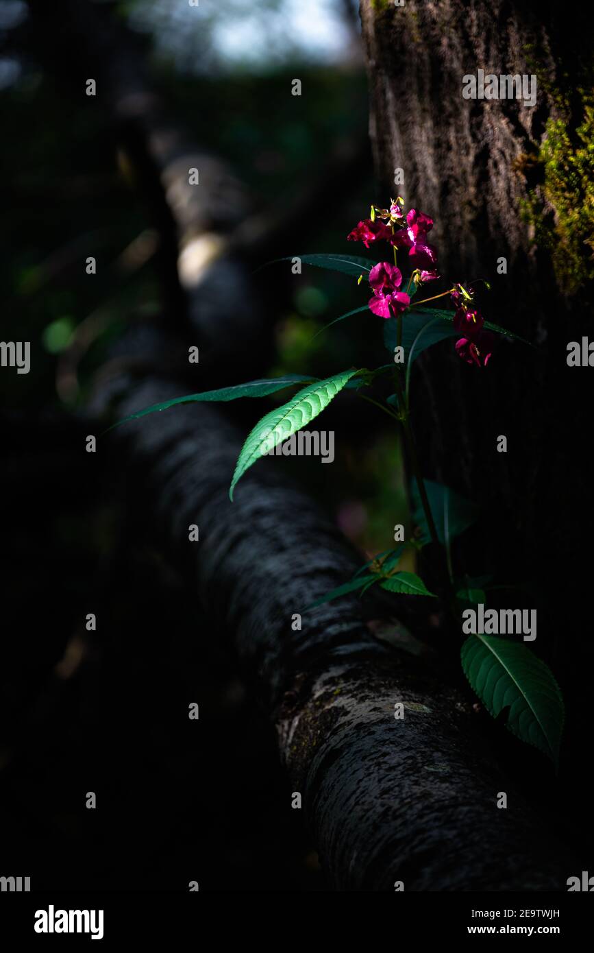 Beautiful forest flowers hi-res stock photography and images - Alamy