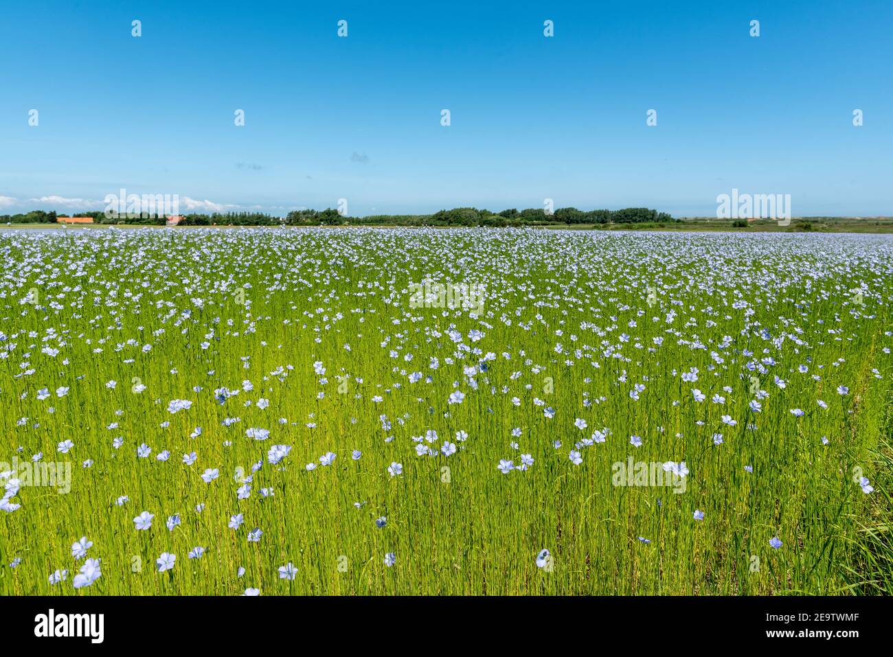 Champ de lin en fleurs au printemps, France, Côte d'Opale Stock Photo ...