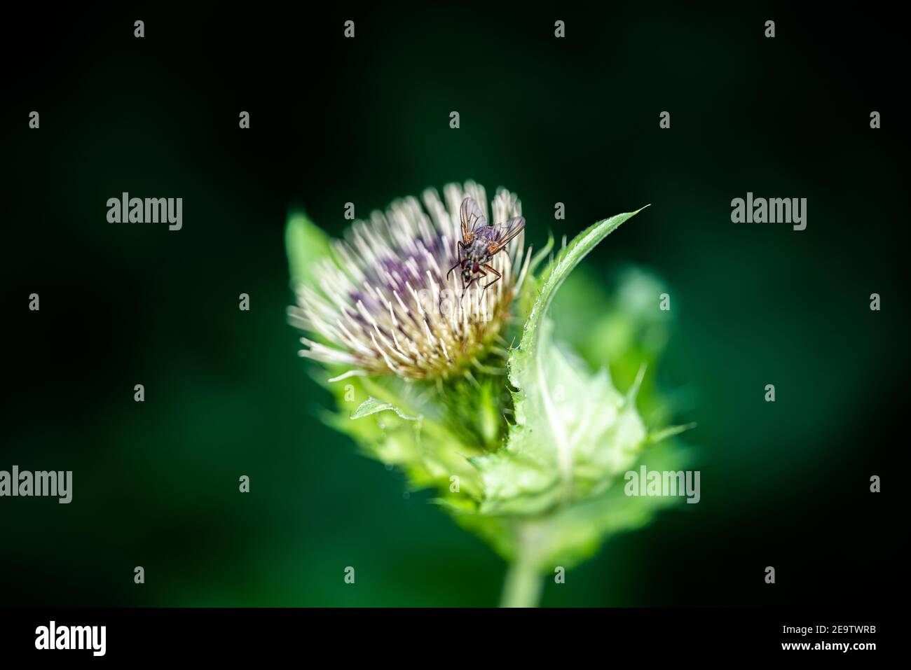 Food contamination hi-res stock photography and images - Alamy