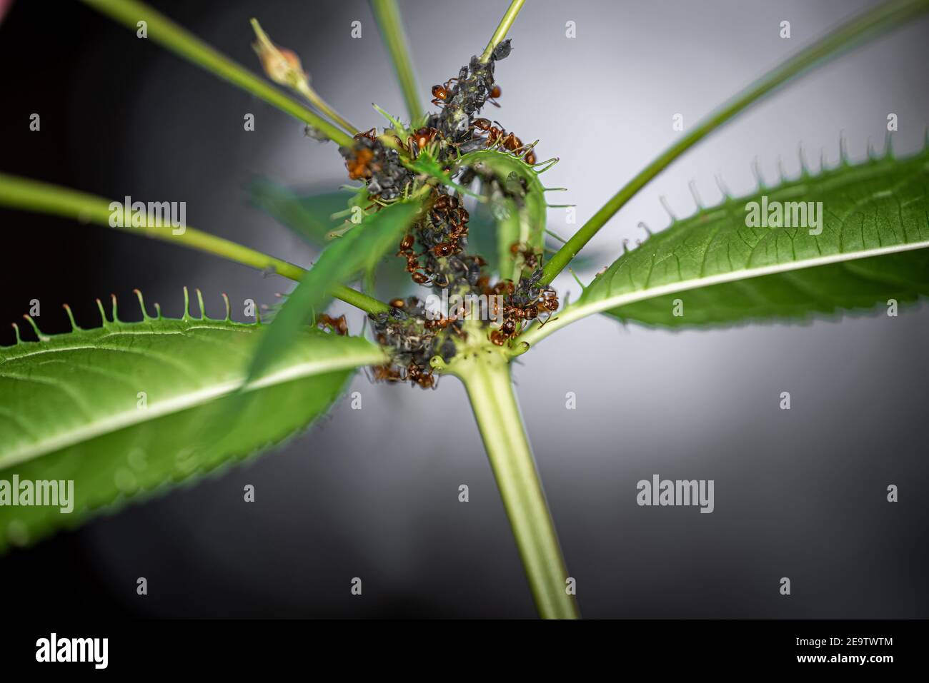 Insects at their natural habitat hi-res stock photography and images ...