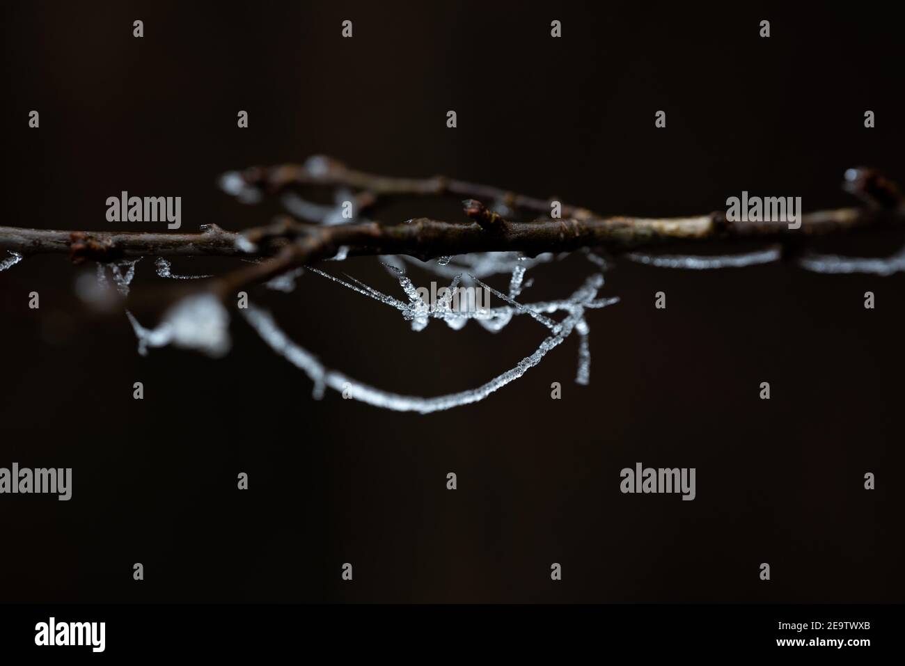 Tree covered in spider webs hi-res stock photography and images - Alamy