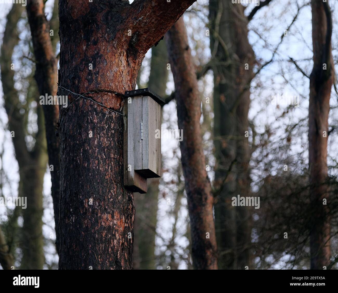 Bat roopsting box installed in fir tree woodland. UK Stock Photo - Alamy