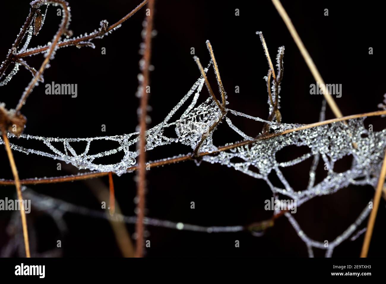 Christmas tree spider decoration hi-res stock photography and images ...