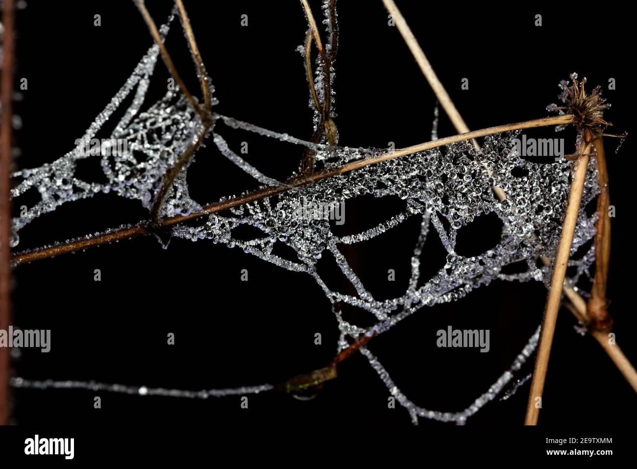 Spider Webs covered with snow and frost. Frozen tree branch in winter ...