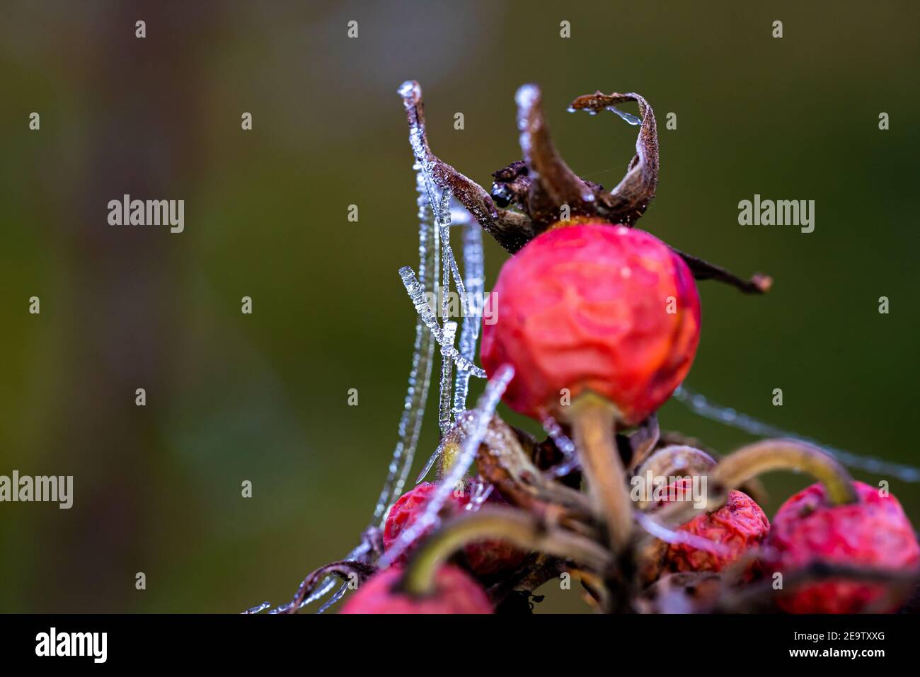 Tree covered in spider webs hi-res stock photography and images - Alamy